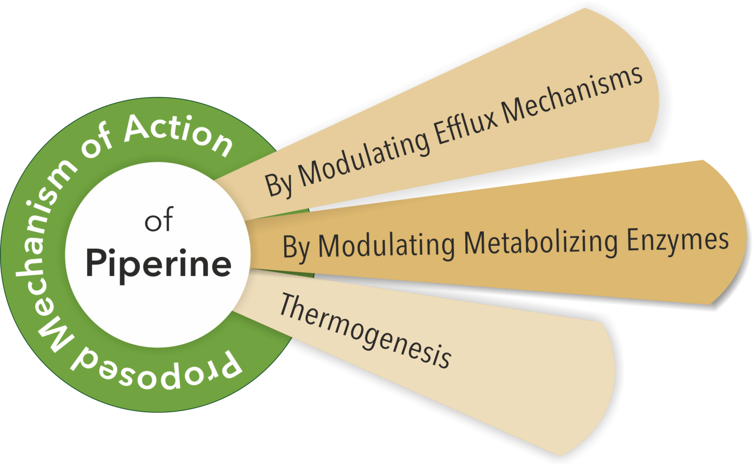Mechanisms of Action - BioPerine®